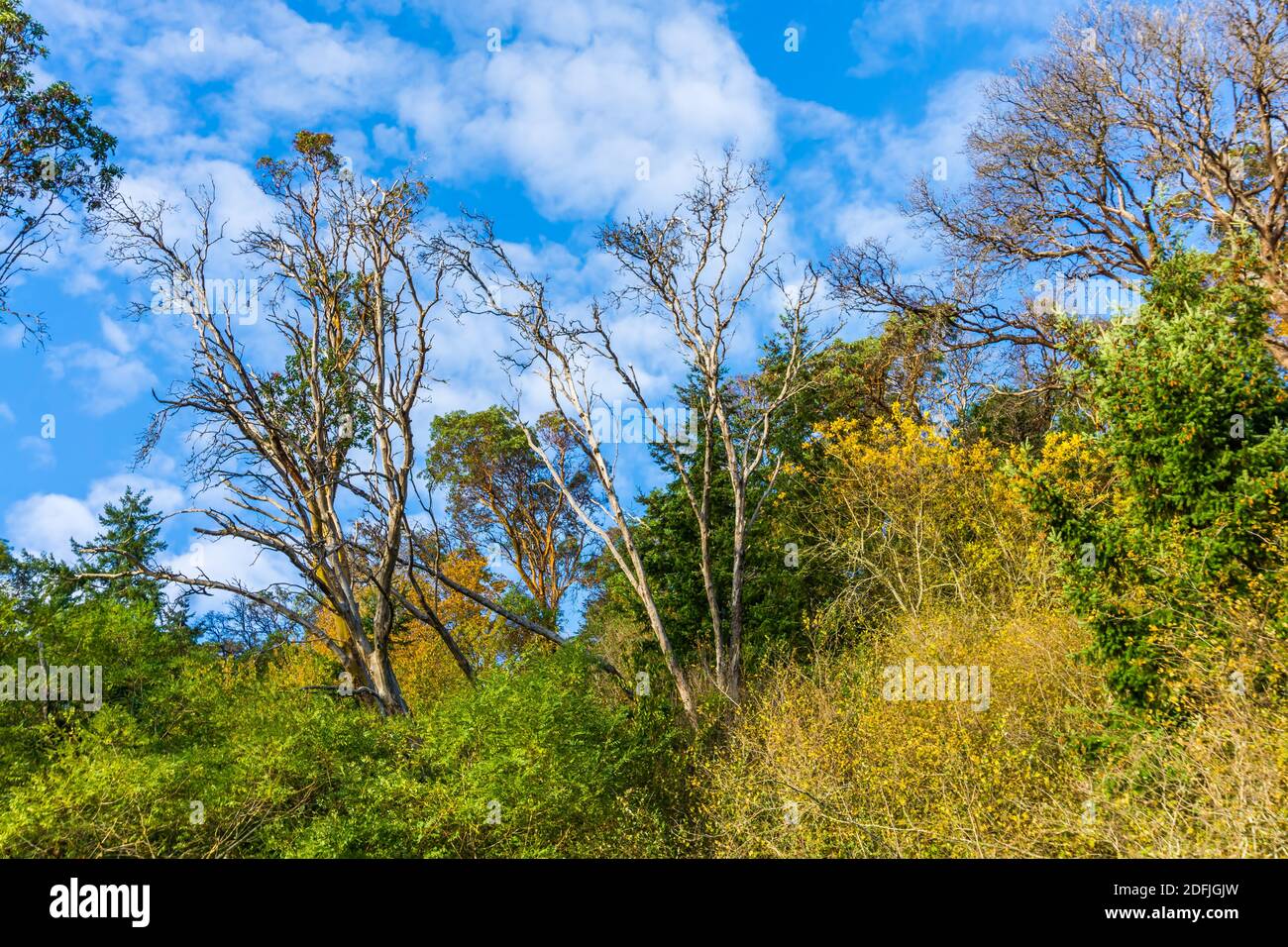 A skinny tree with bule sky at Lincoln Park in West Seattle, Washington ...