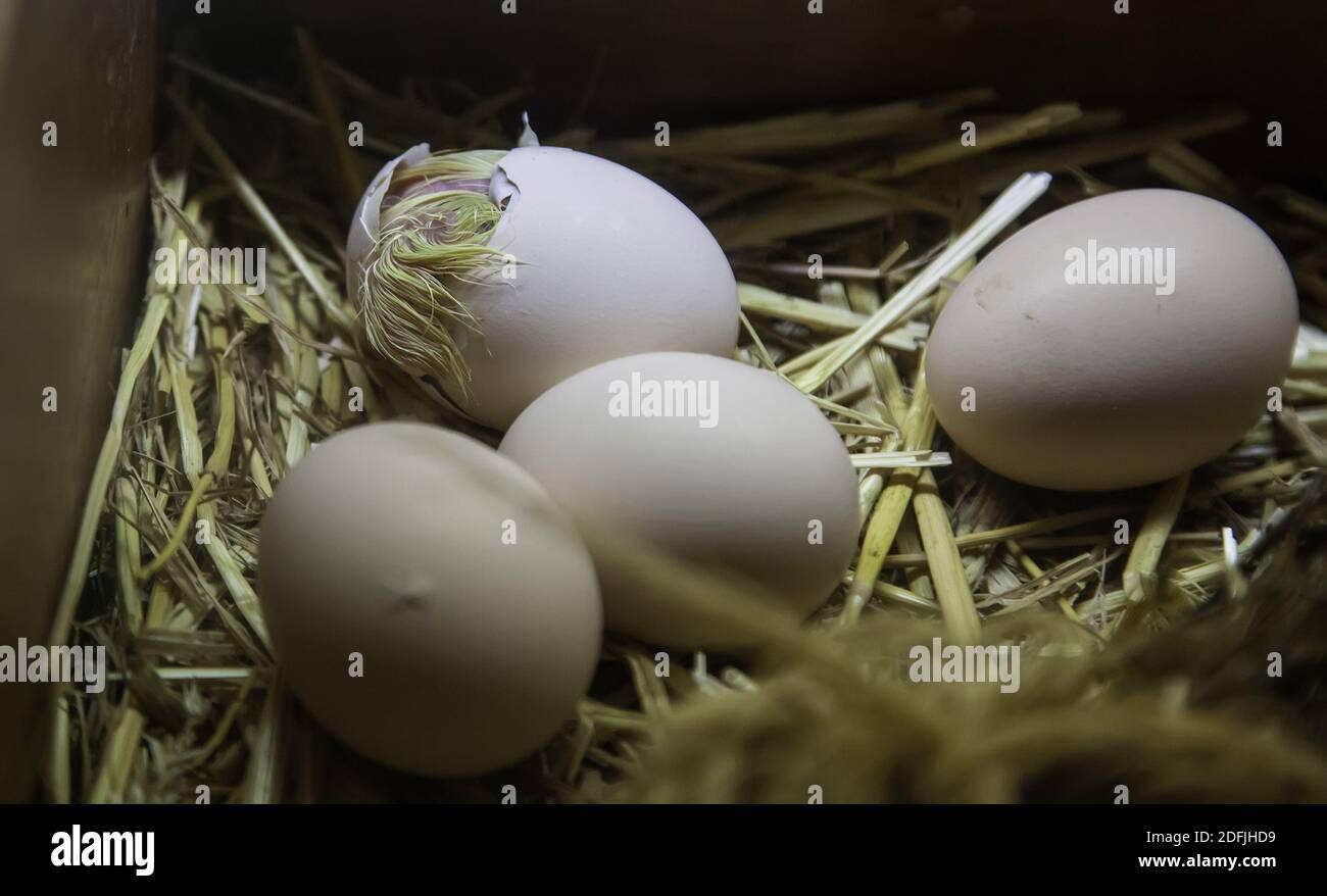 Chicken eggs hatching incubator hi-res stock photography and images - Alamy