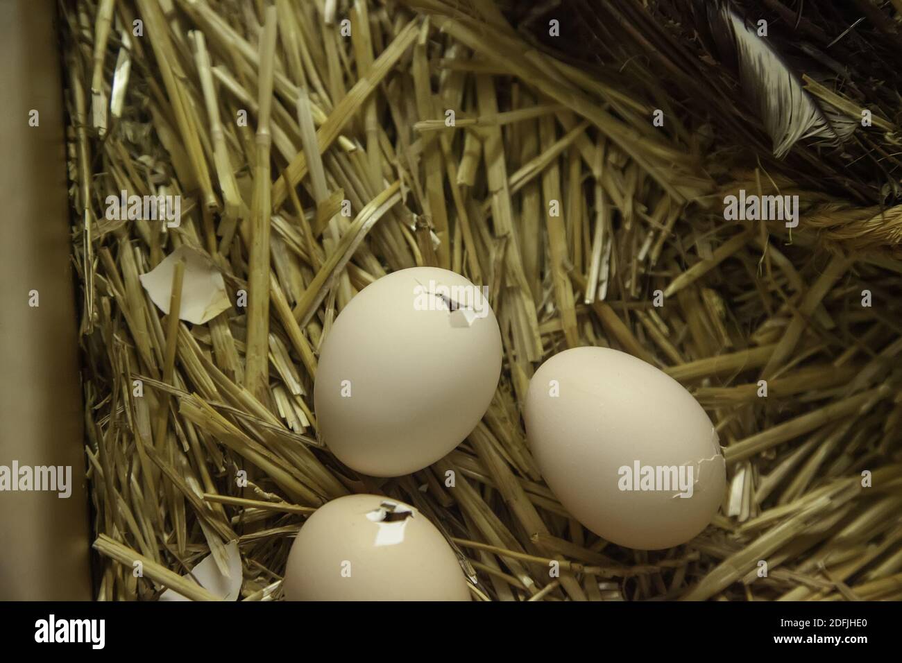 Chicken eggs hatching incubator hi-res stock photography and images - Alamy