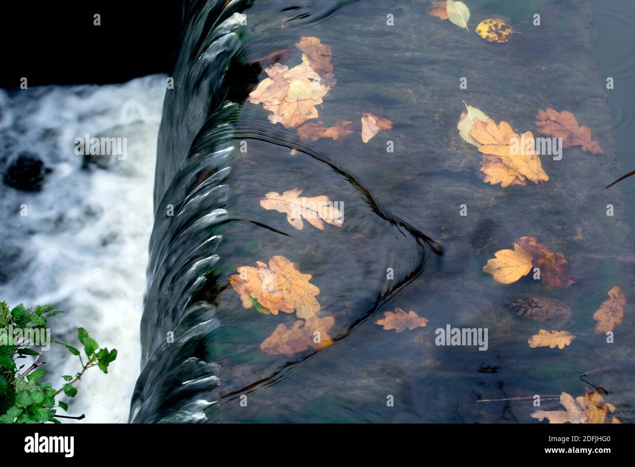Flowing leaves hi-res stock photography and images - Alamy