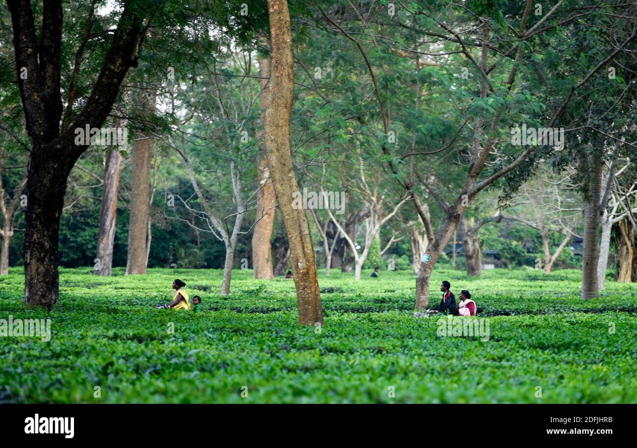 Live plucking hi-res stock photography and images - Alamy