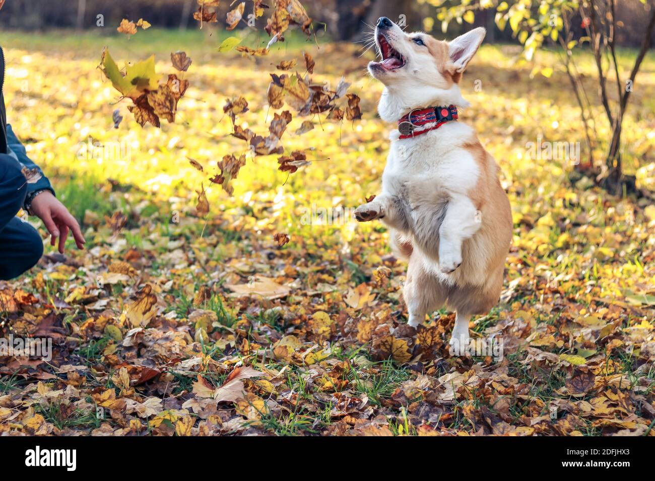 Pembroke welsh corgi jump hi-res stock photography and images - Alamy