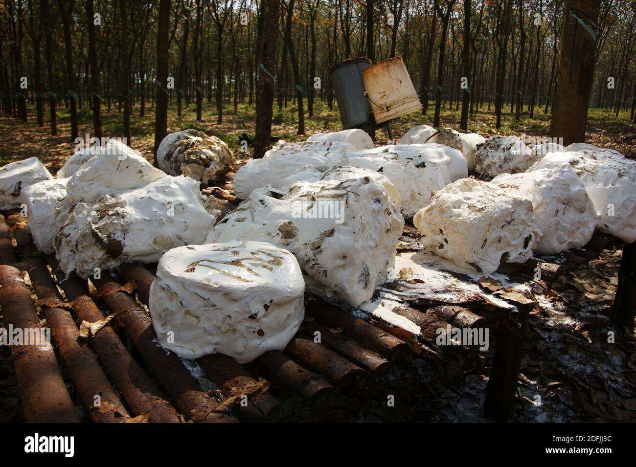 Rubber sap in raw chunks awaiting collection on the edge of the ...
