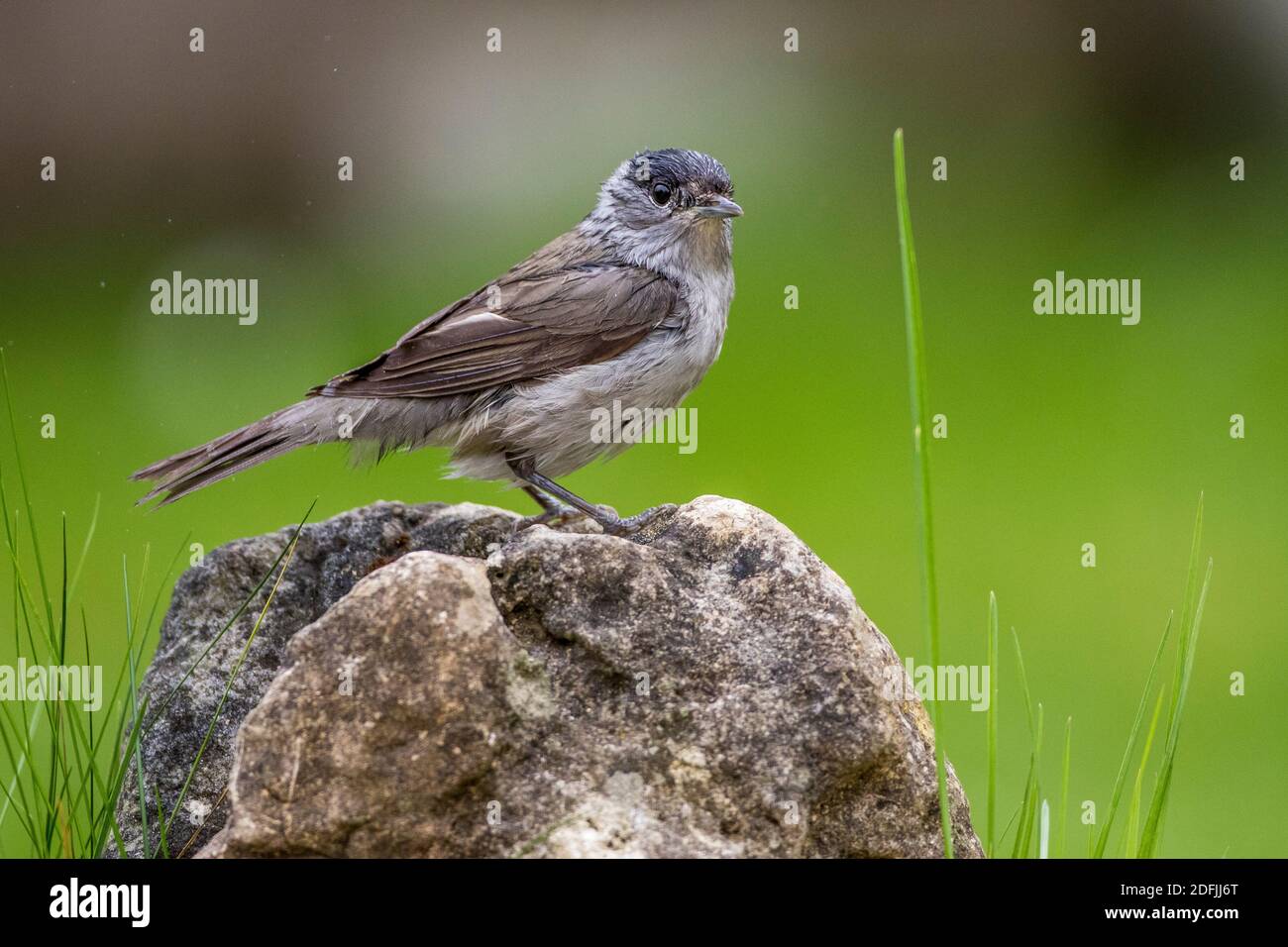 Mannchen sylvia hi-res stock photography and images - Alamy