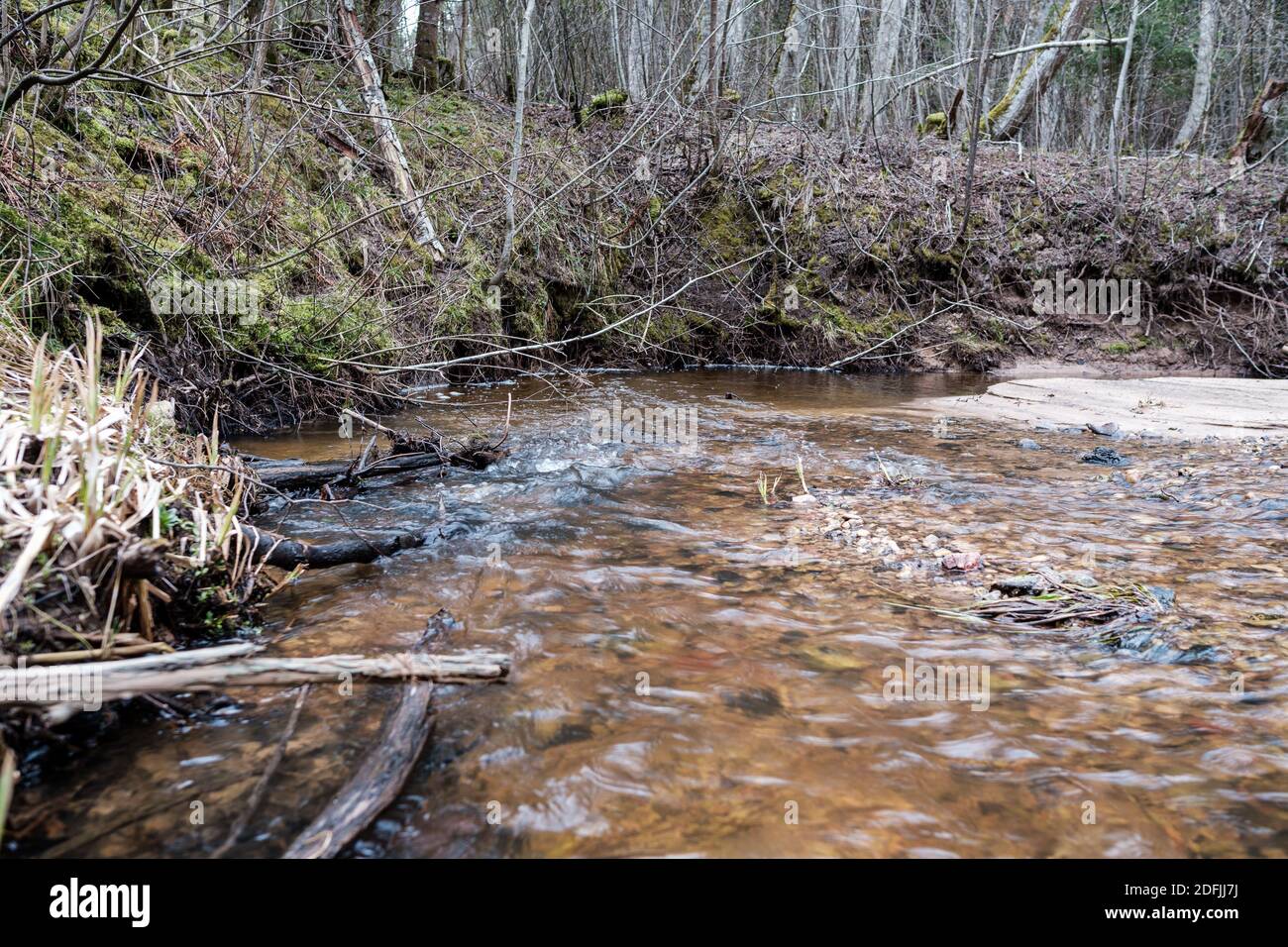 empty river bed in early spring with muddy water and wet green foliage ...