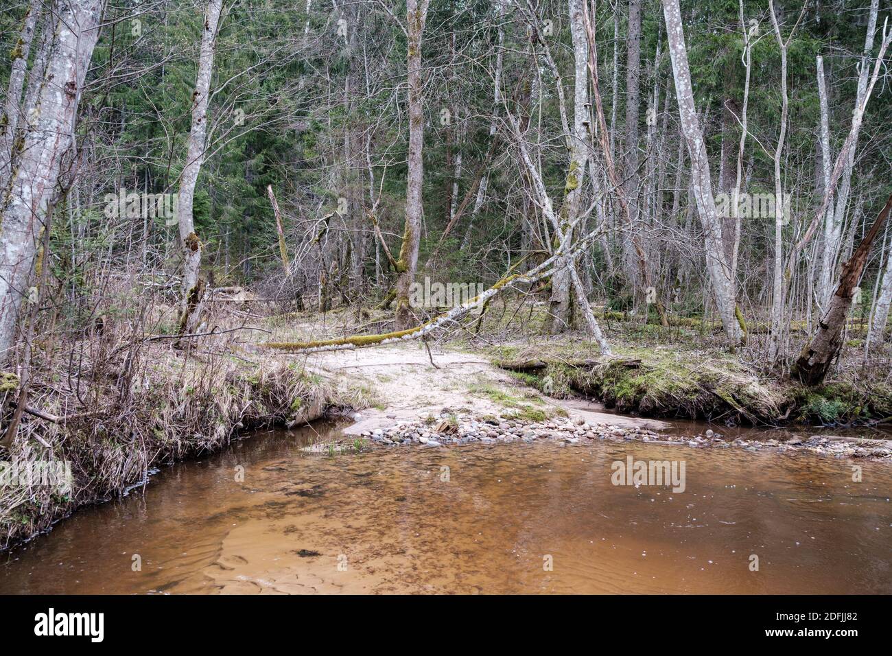 empty river bed in early spring with muddy water and wet green foliage ...