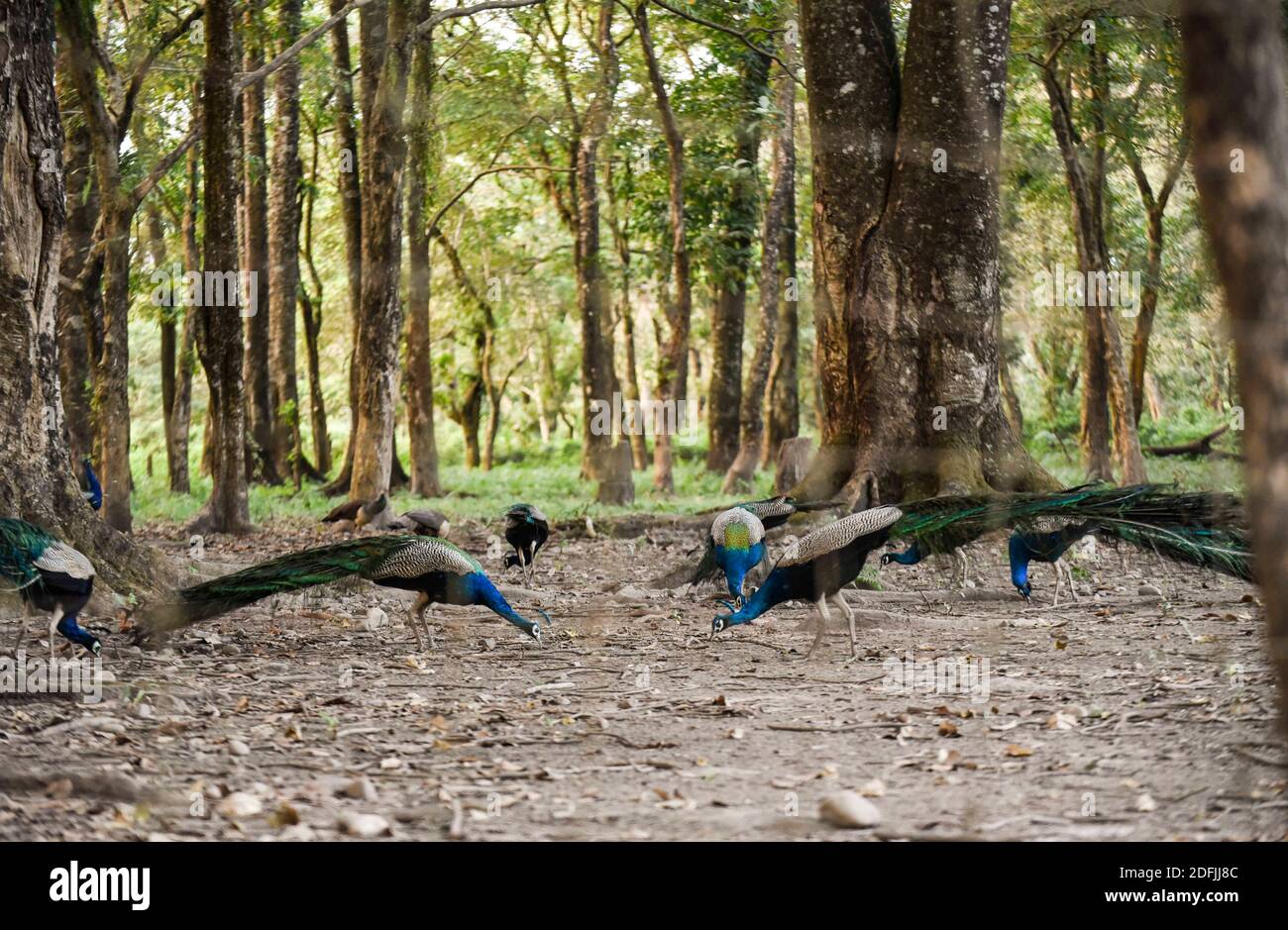 Manas India National Park High Resolution Stock Photography and Images ...
