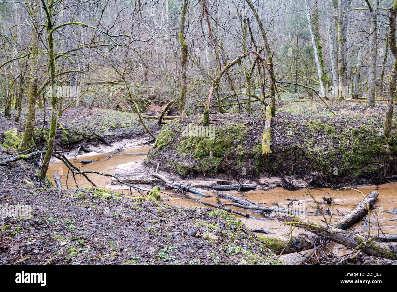 empty river bed in early spring with muddy water and wet green foliage ...