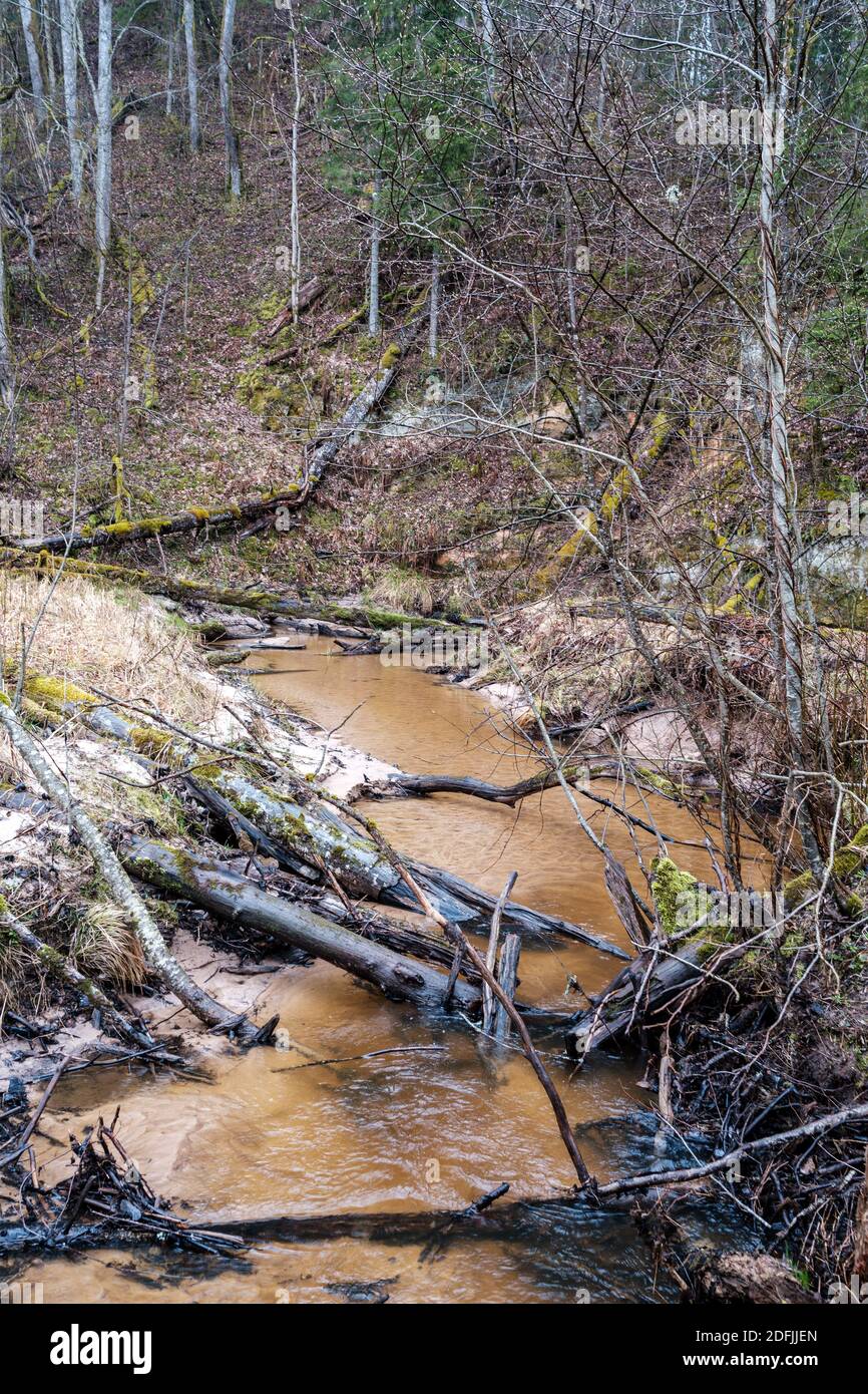 empty river bed in early spring with muddy water and wet green foliage ...
