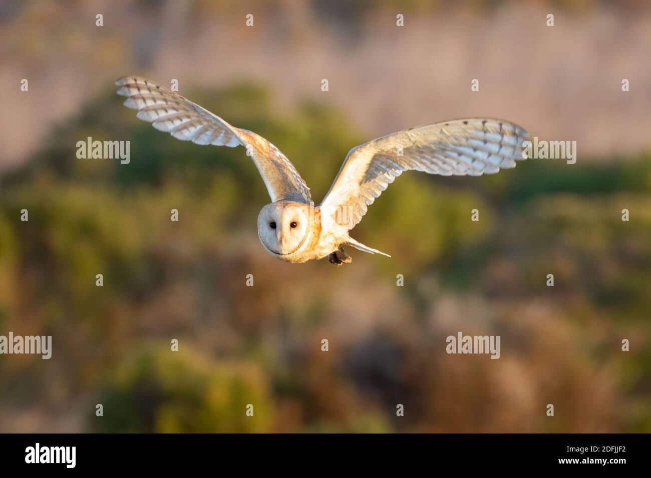 Fall owl nest hi-res stock photography and images - Alamy
