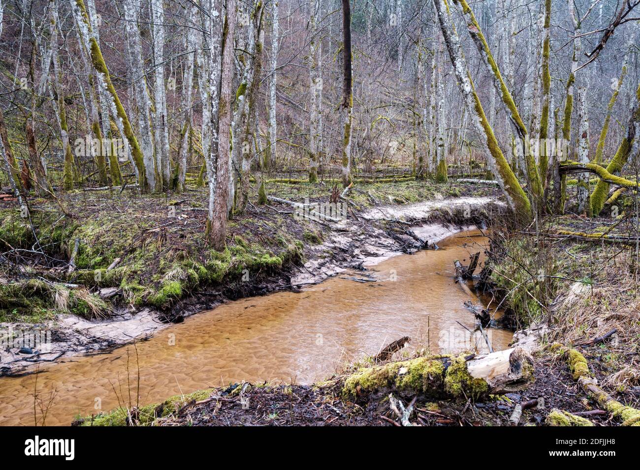 empty river bed in early spring with muddy water and wet green foliage ...