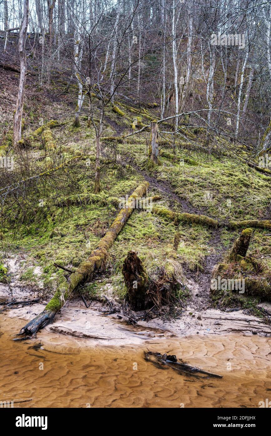 empty river bed in early spring with muddy water and wet green foliage ...