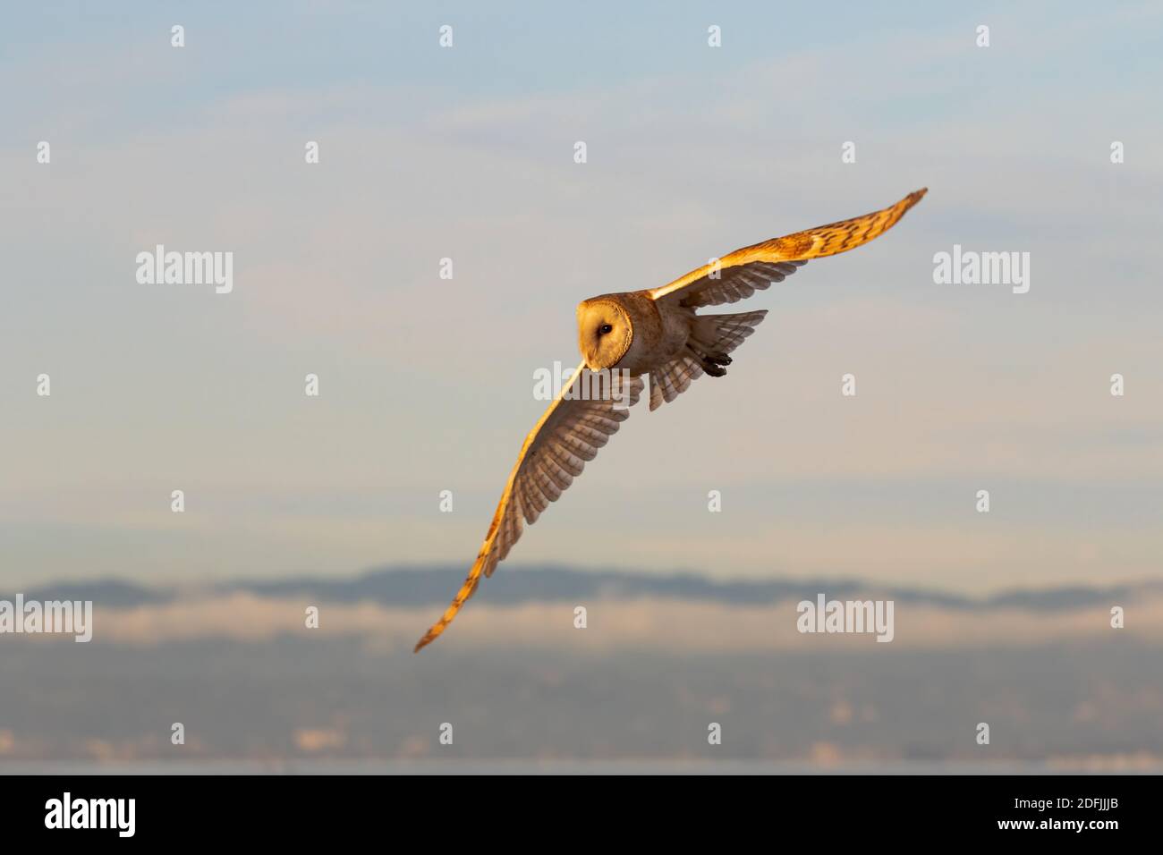 California barn owl hi-res stock photography and images - Alamy