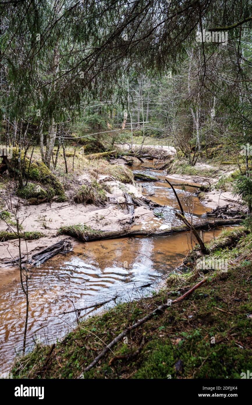 empty river bed in early spring with muddy water and wet green foliage ...