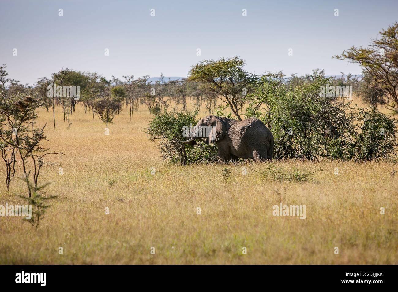Elephant Bull eating from an acacia tree in the Serengeti National Park ...