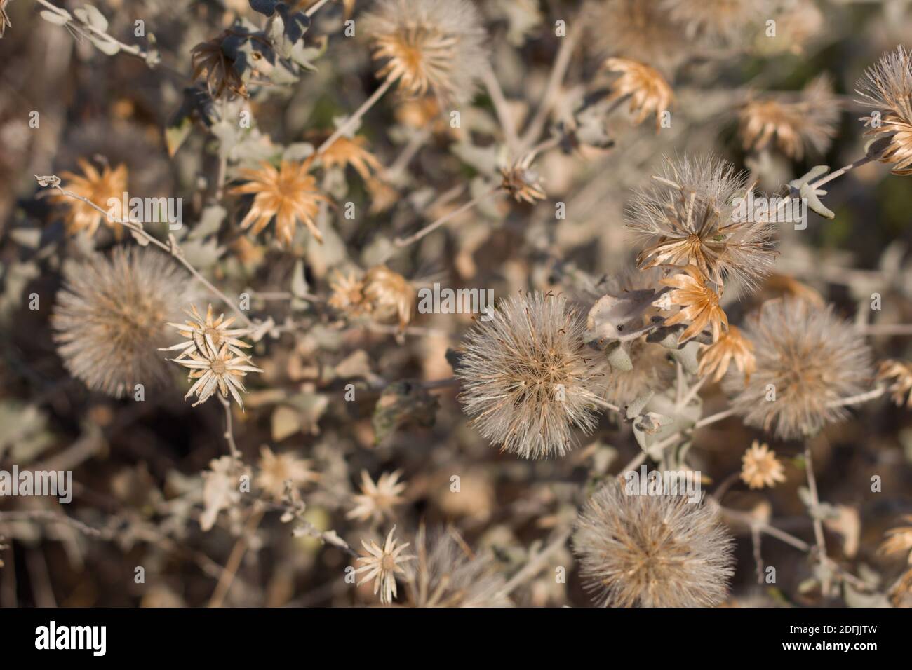 Mature white pappus fruit, Wooly Brickellbush, Brickellia Incana ...