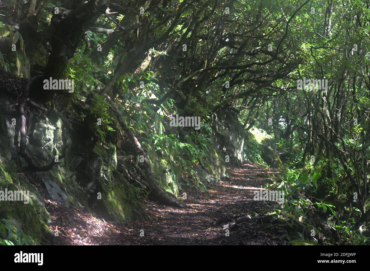 Laurisilva forest in Sao Jorge island, Azores archipelago, Portugal ...