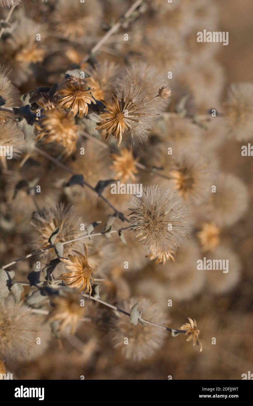 Mature white pappus fruit, Wooly Brickellbush, Brickellia Incana ...