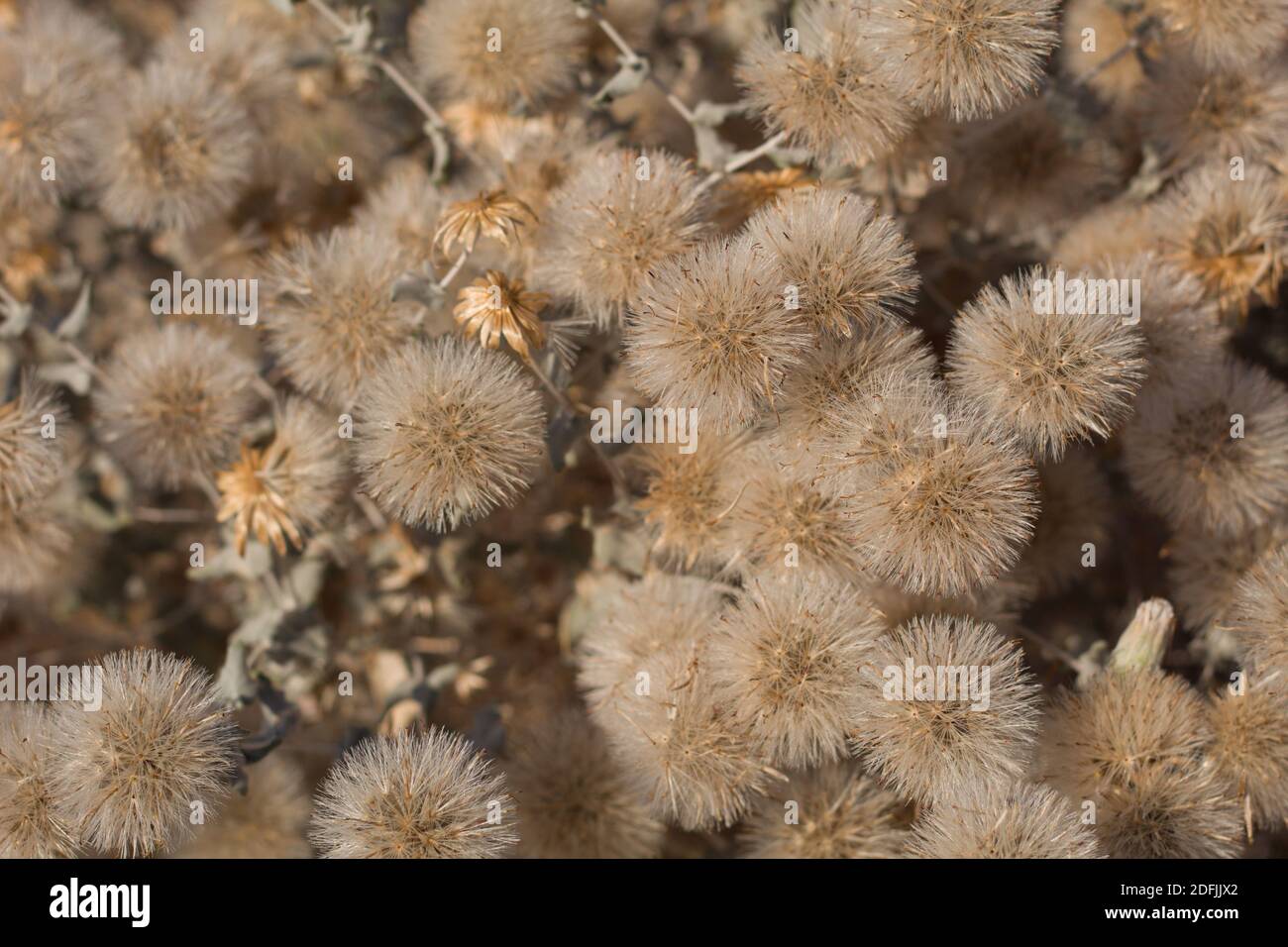 Brickellia incana hi-res stock photography and images - Alamy