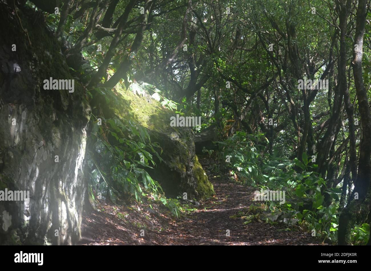 Laurisilva forest in Sao Jorge island, Azores archipelago, Portugal ...