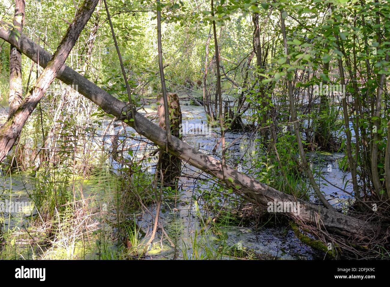 swamp marsh and muskrat in the forest Stock Photo - Alamy