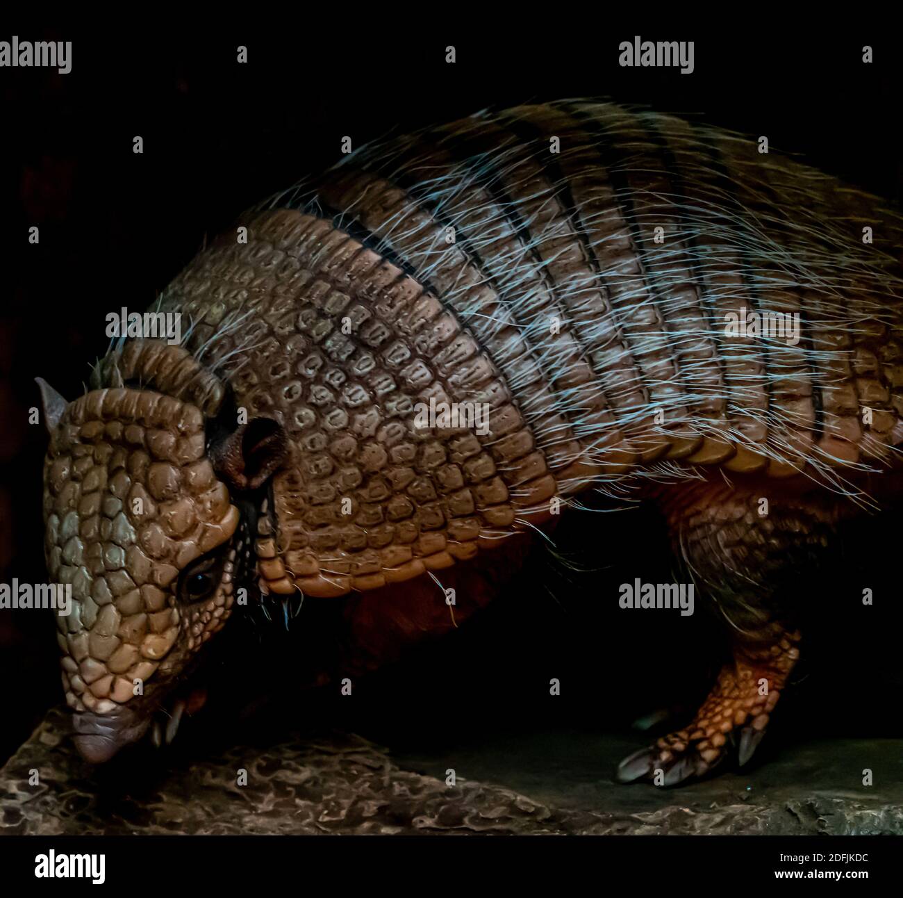 Nine banded armadillo resting hi-res stock photography and images - Alamy