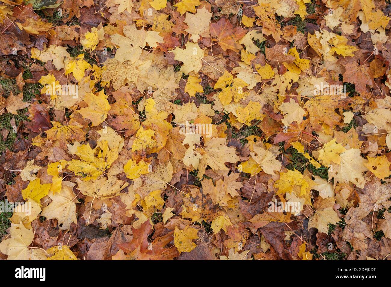 golden yellow autumn trees in the park in sunny day with leaves on the ...