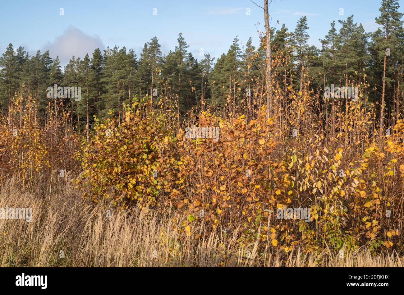 golden yellow autumn trees in the park in sunny day with leaves on the ...