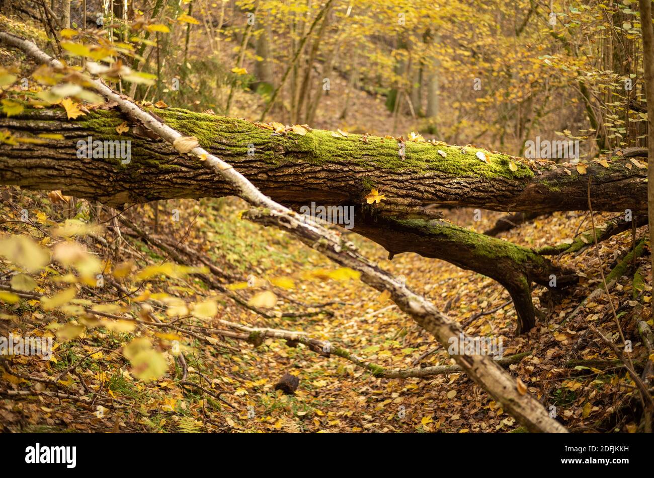 golden yellow autumn trees in the park in sunny day with leaves on the ...