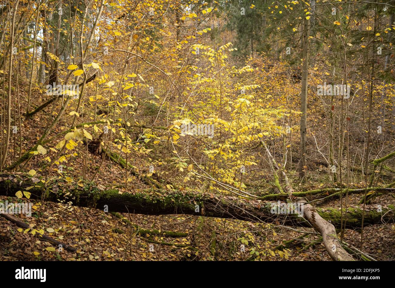golden yellow autumn trees in the park in sunny day with leaves on the ...