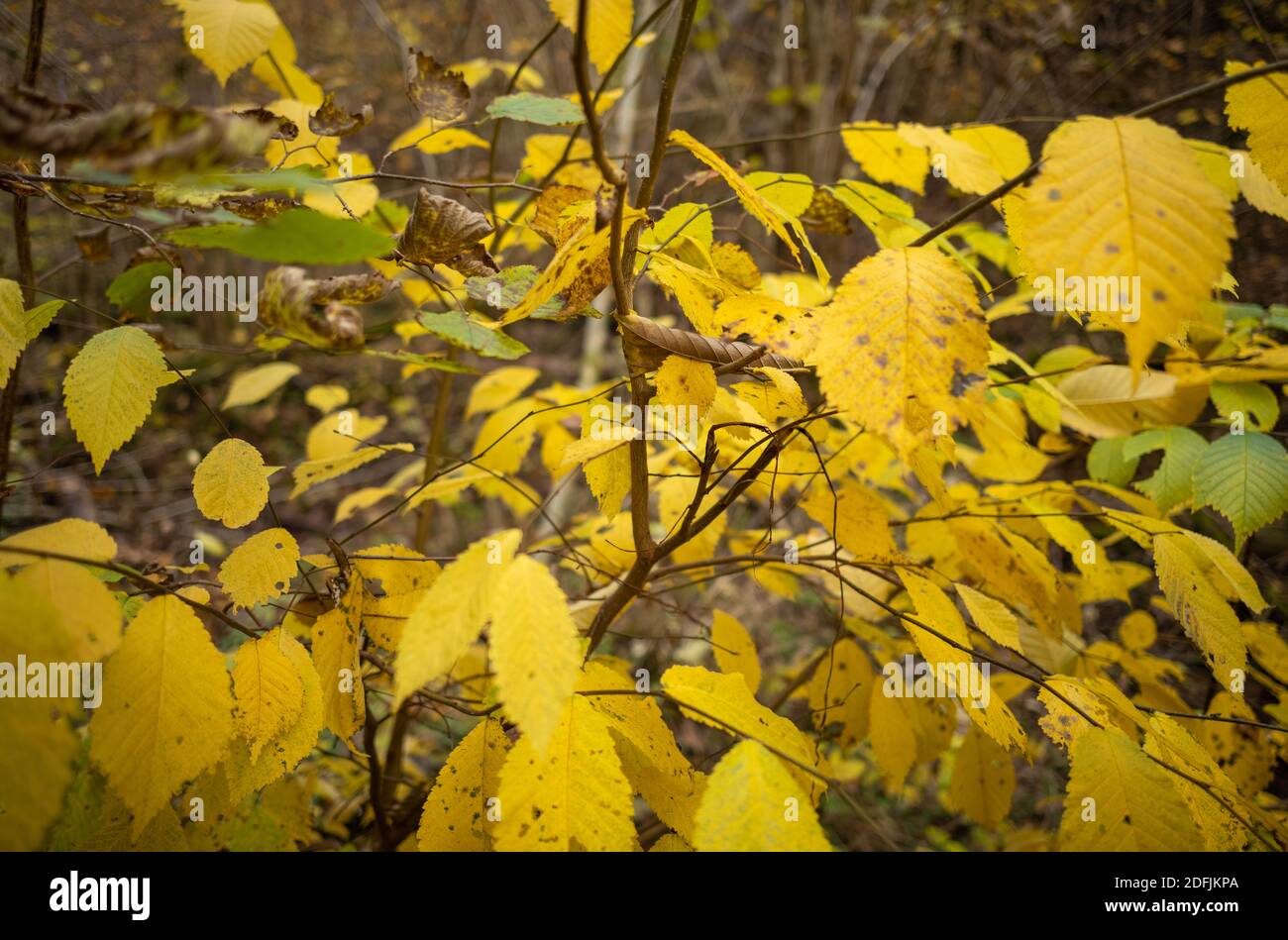 golden yellow autumn trees in the park in sunny day with leaves on the ...
