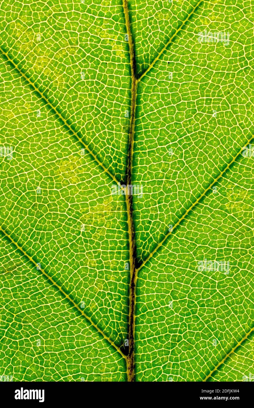Leaf cell structure hi-res stock photography and images - Alamy