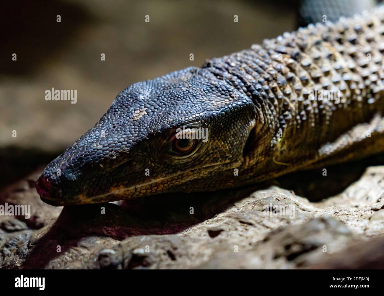 Black roughneck monitor hi-res stock photography and images - Alamy