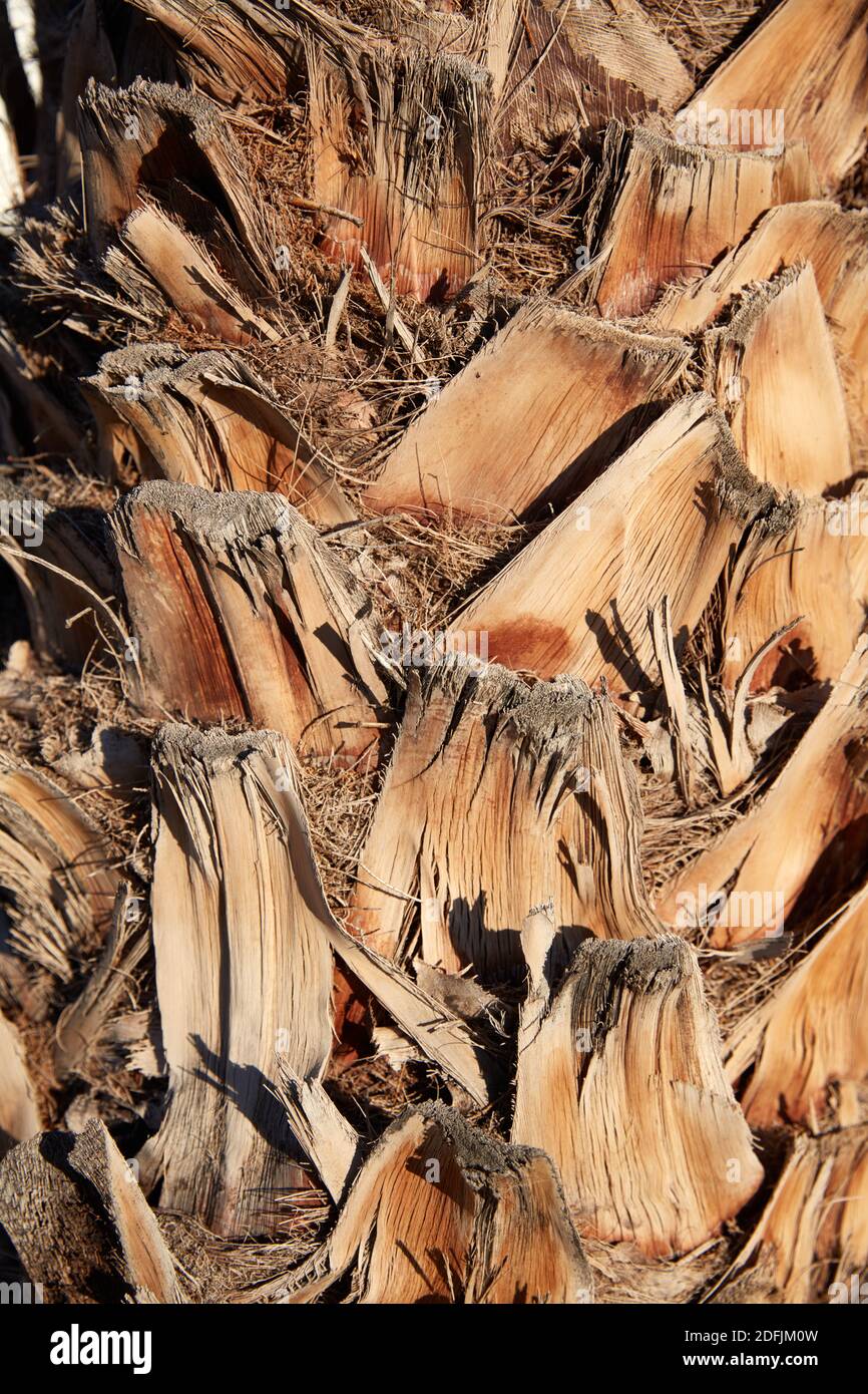 Closeup of the trunk of a palm tree Stock Photo - Alamy