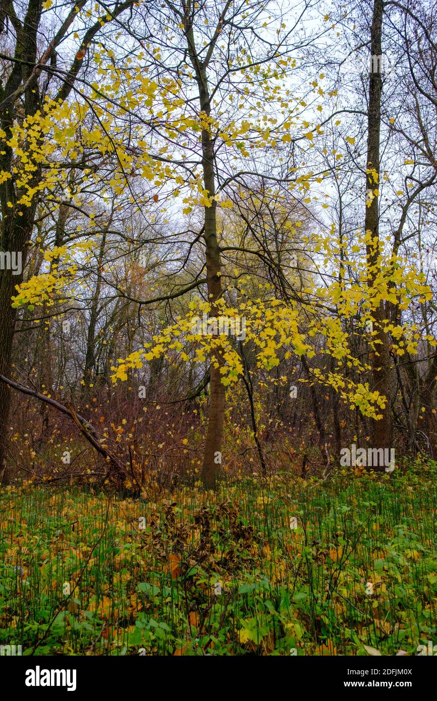 golden yellow autumn trees in the park in sunny day with leaves on the ...