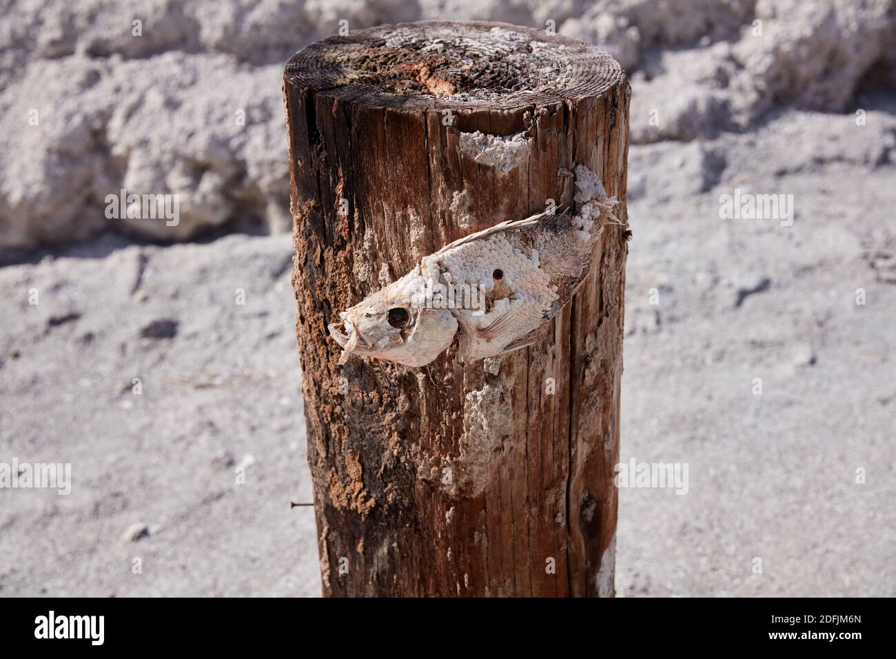 Dead sea fish hi-res stock photography and images - Alamy