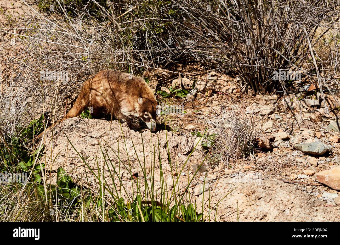 White nosed coati usa hi-res stock photography and images - Alamy