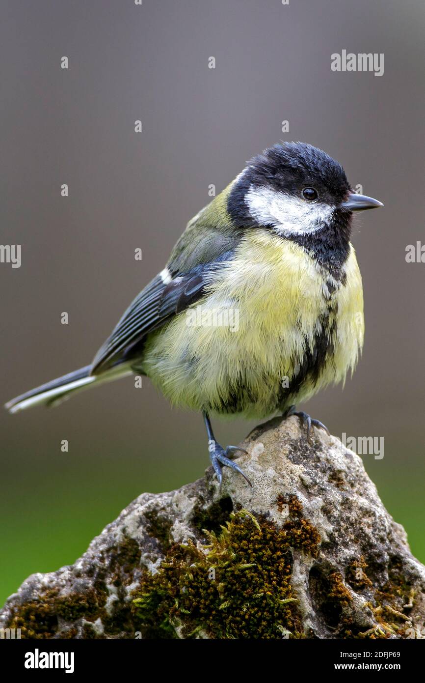 Parus major hi-res stock photography and images - Alamy