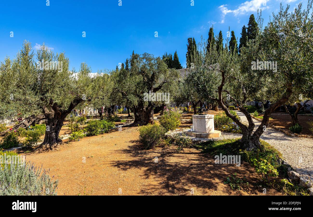 Jerusalem, Israel - October 14, 2017: Historic Olive trees in Garden of ...