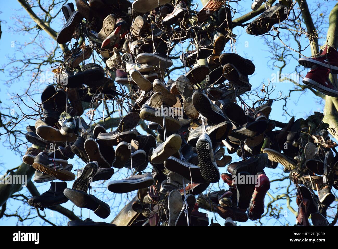 The Shoe Tree Of Heaton Park Newcastle Stock Photo - Alamy