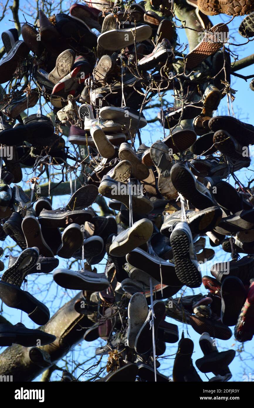 The Shoe Tree Of Heaton Park Newcastle Stock Photo - Alamy