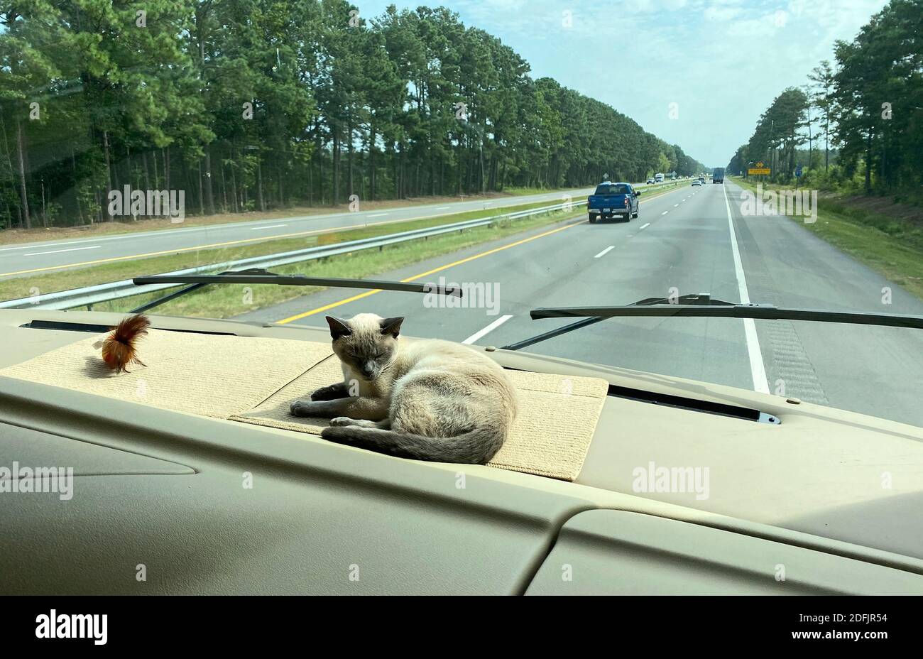 cat lying on dashboard, soft mat, motorhome, driving on highway, sun ...