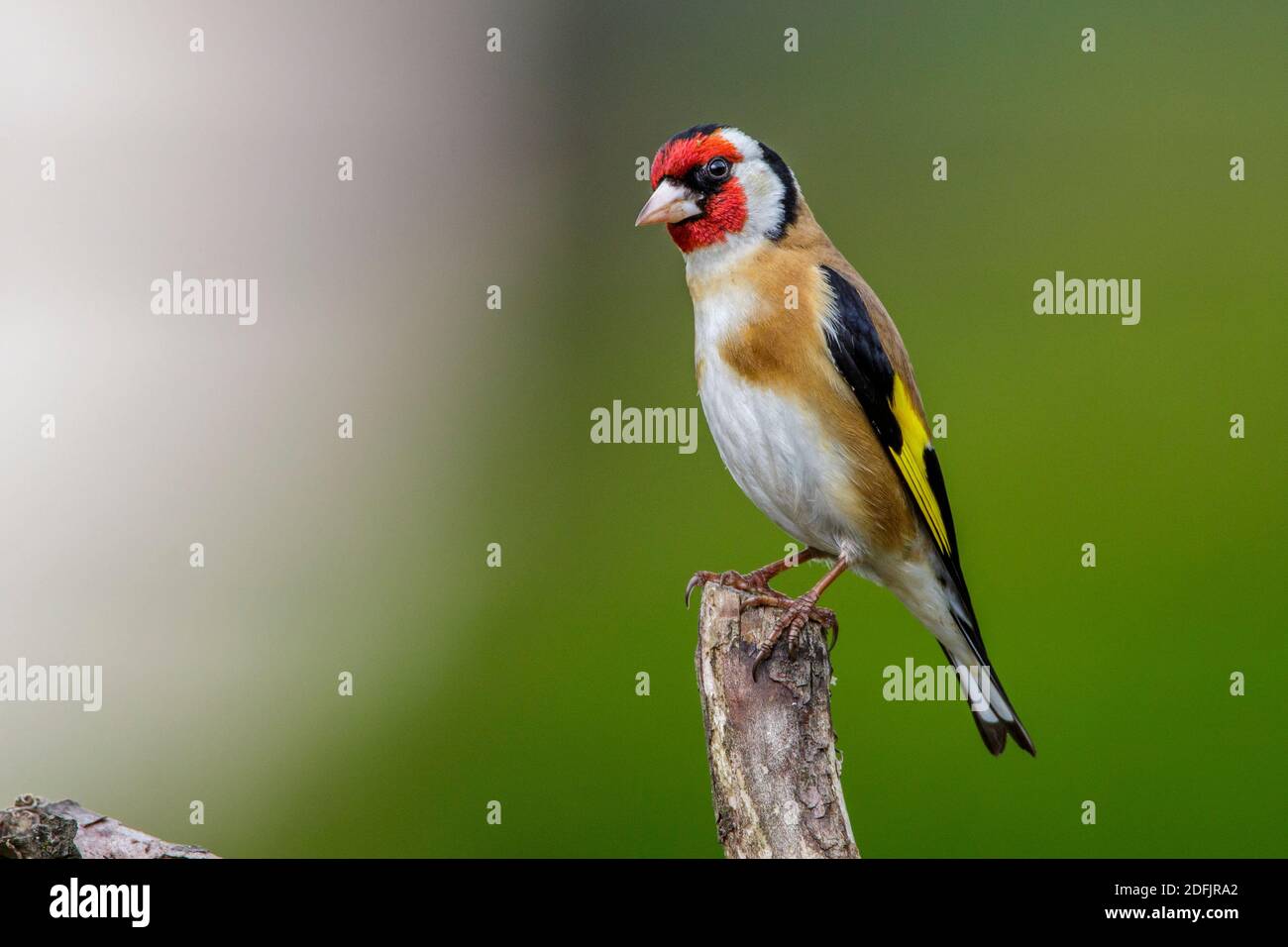 Carduelinae carduelis hi-res stock photography and images - Alamy