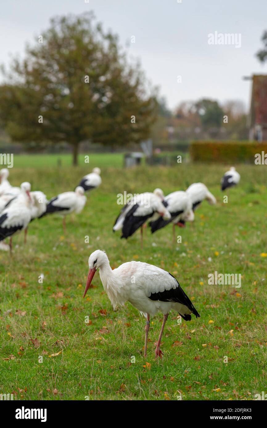 Stork bird birds netherlands holland hi-res stock photography and ...