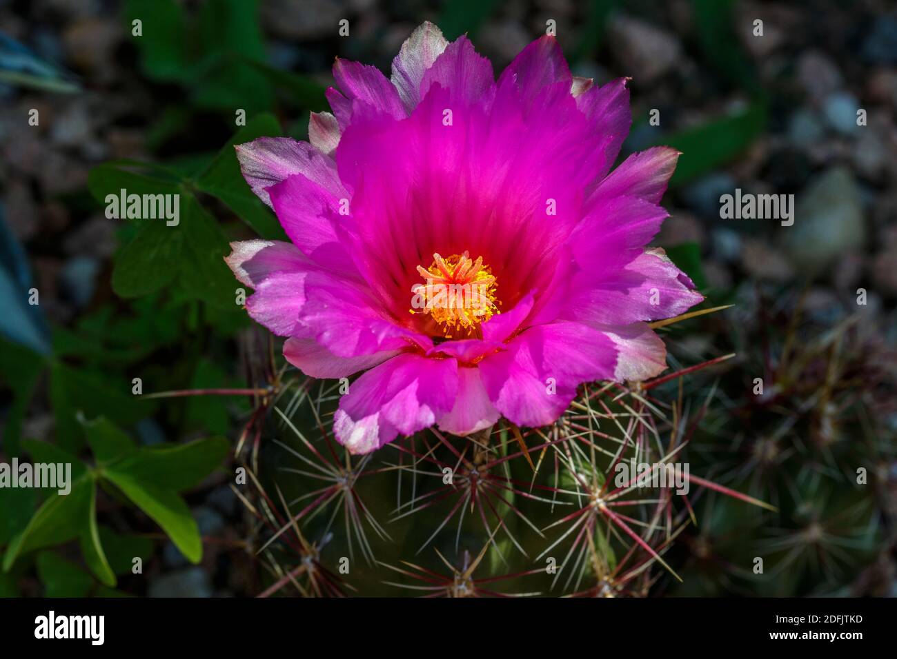 Botanik cactaceae hi-res stock photography and images - Alamy