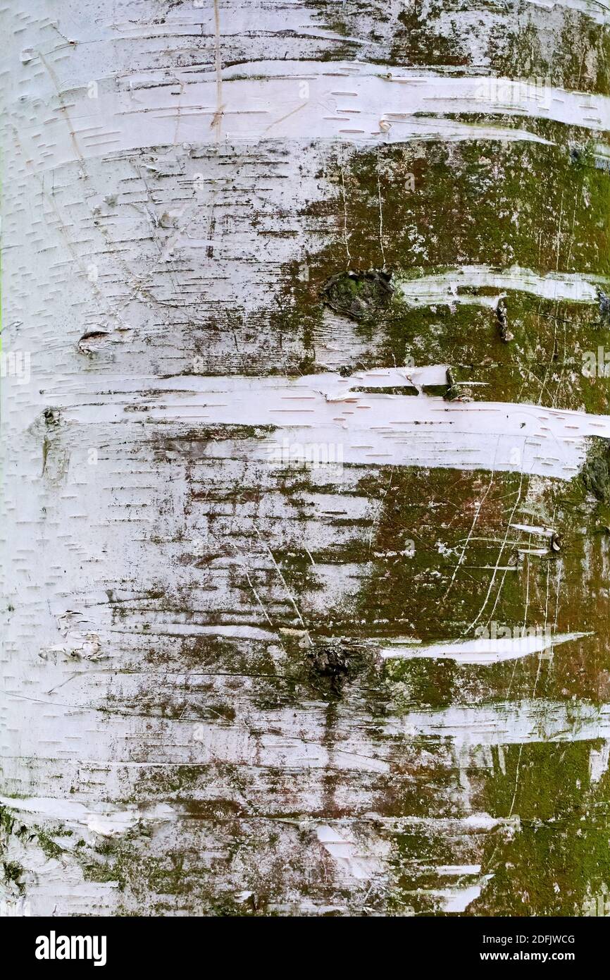 Betula papyrifera paper birch hi-res stock photography and images - Alamy