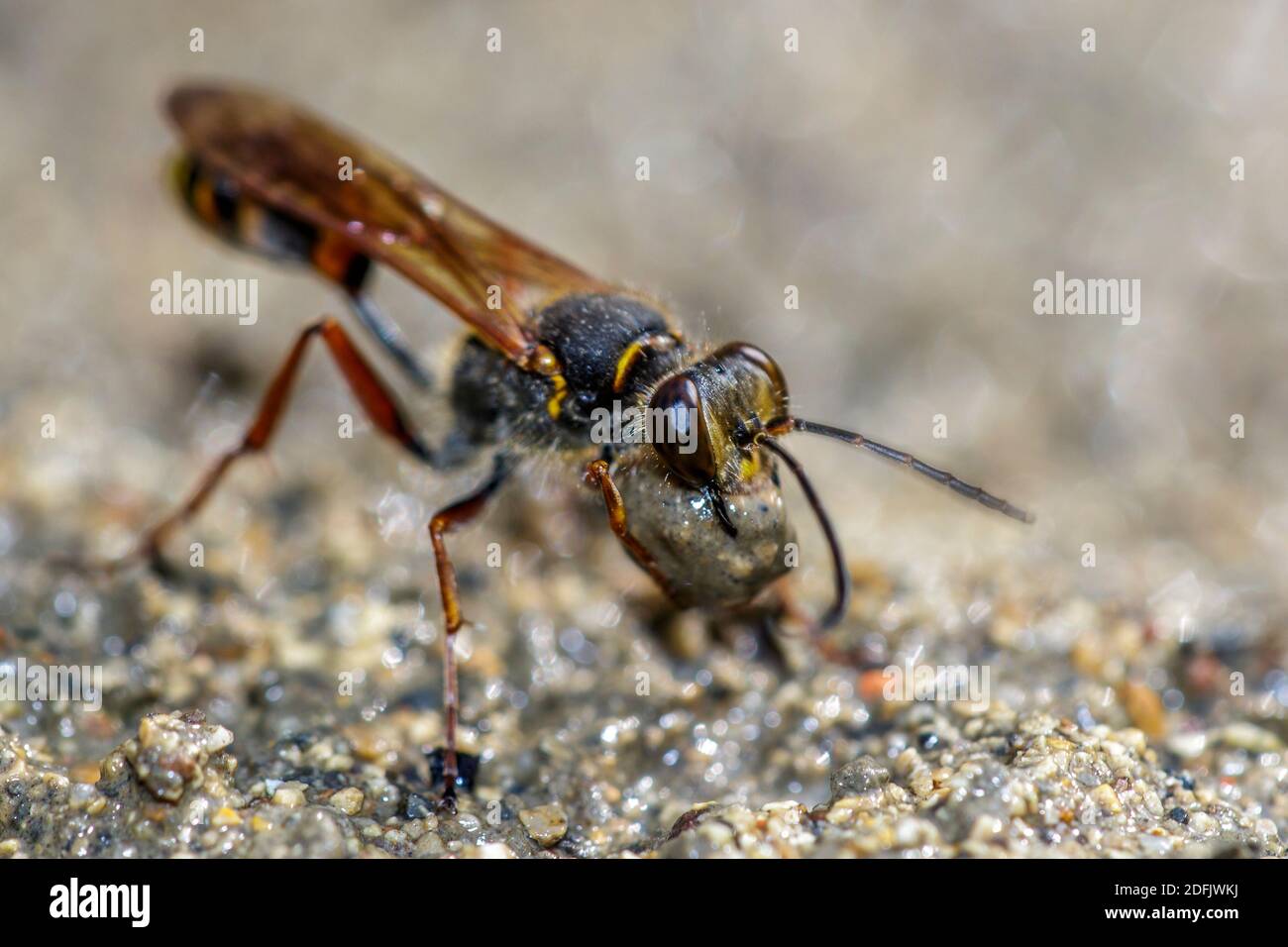 Orientalische Mauerwespe (Sceliphron curvatum) holt Baumaterial Stock Photo - Alamy