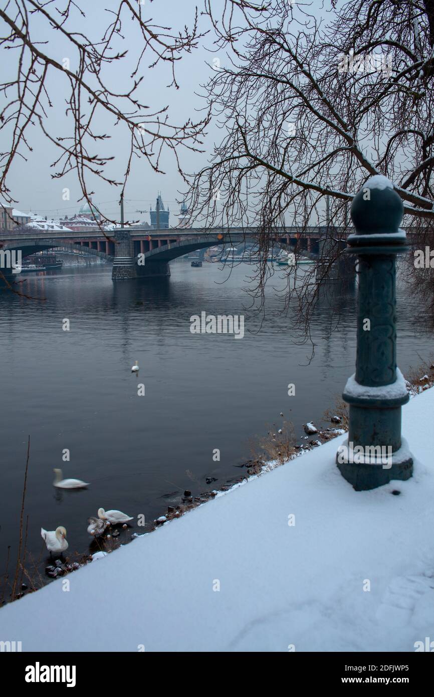 landscape with Vltava river, Karlov most, swans and ducks in Prague ...