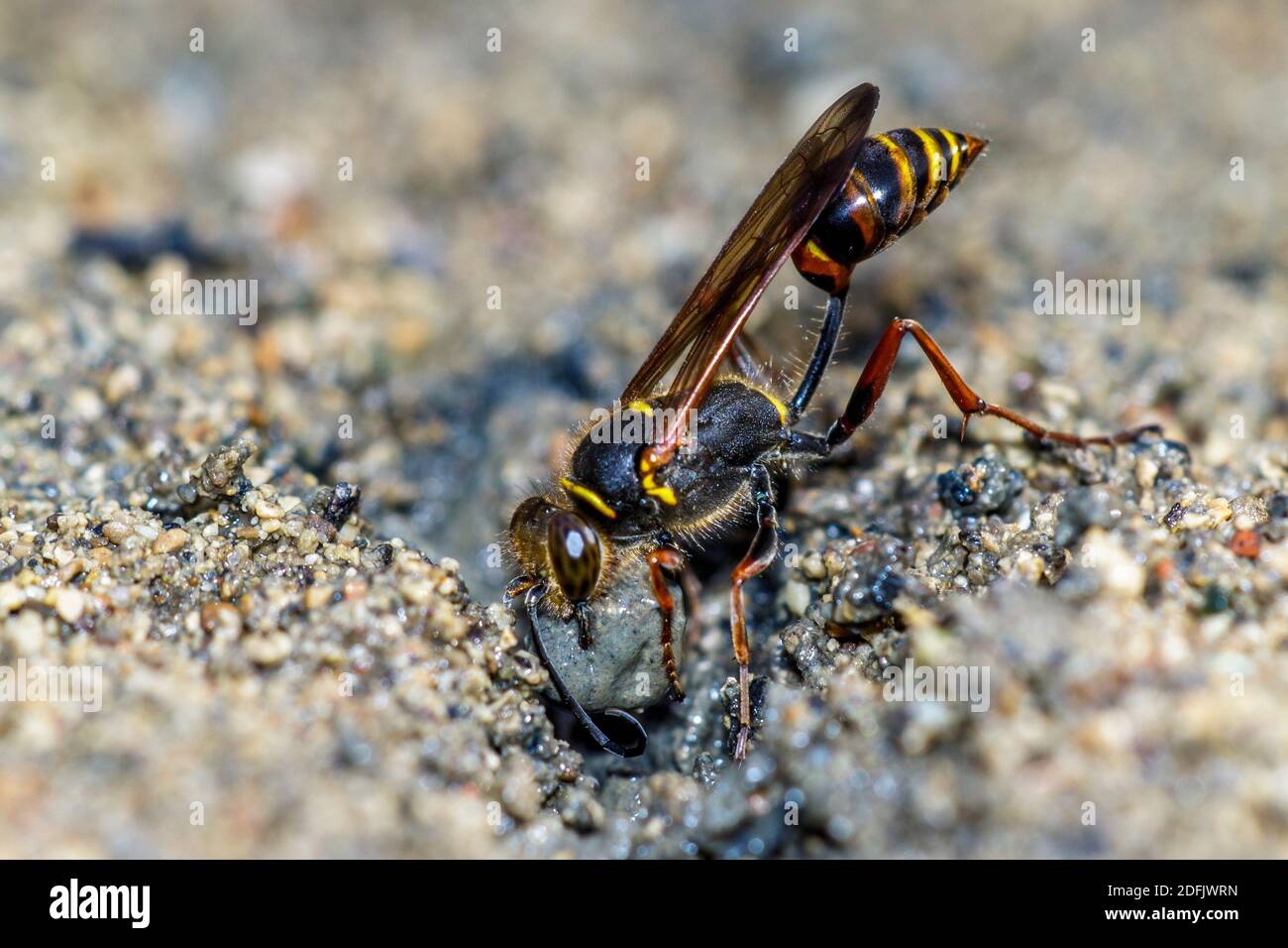 Orientalische Mauerwespe (Sceliphron curvatum) holt Baumaterial Stock Photo - Alamy