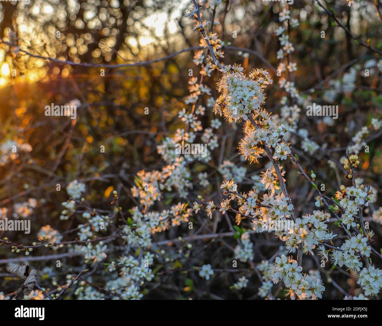 Mayflower tree flower hi-res stock photography and images - Alamy
